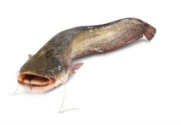 Sumec kuchaný chlaz. - Celý, Sumec, Ryby sladkovodní, Ryby, plody moře ...