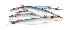 Sardinka obecná 10-15 ks chlaz. váž. cca 1 kg - Sardinky, Ryby mořské ...
