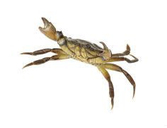 Krab obecný živý 40-45 ks váž. 1x cca 1 kg - Krabi, Korýši, Plody moře ...