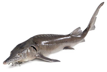 Jeseter bílý kuchaný chlaz. váž. cca 6 kg - Celý, Jeseter, Ryby ...