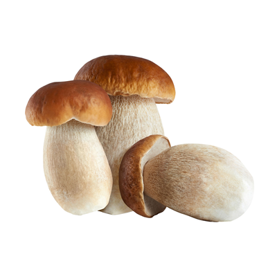 Der aromatische Steinpilz zählt zu einem der beliebtesten Pilze überhaupt