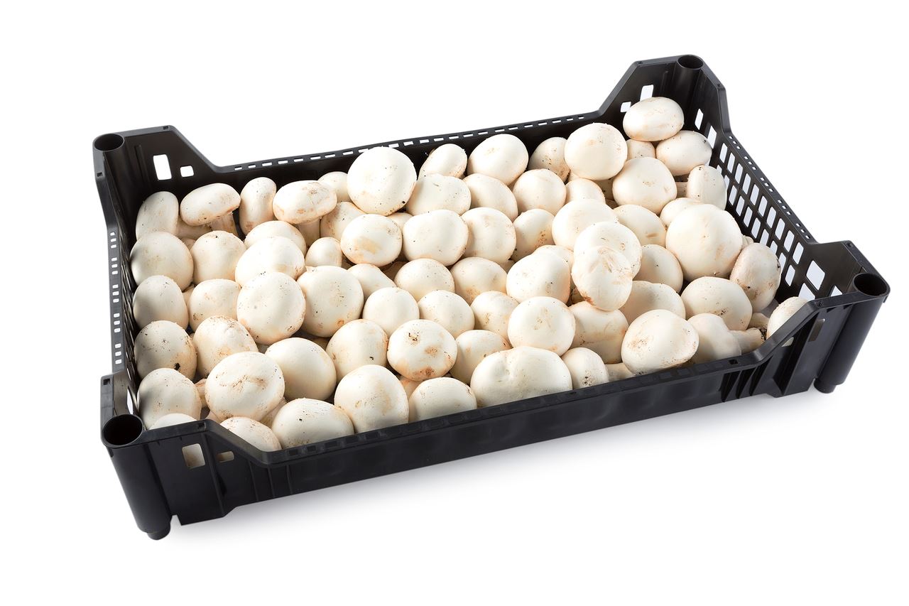 METRO Chef Champiñón Calibre 40/60 caja 2,5kg