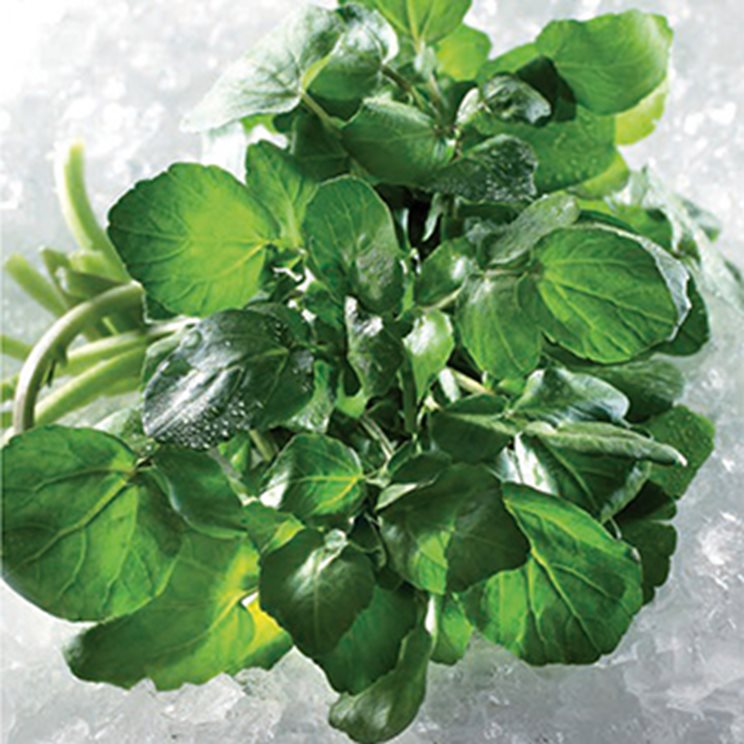 Les produits de saison : zoom sur les variétés d'été | METRO